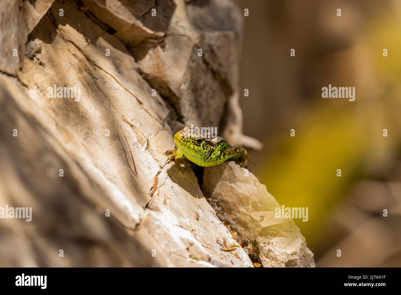 Lizard on the rocks hi-res stock photography and images - Alamy