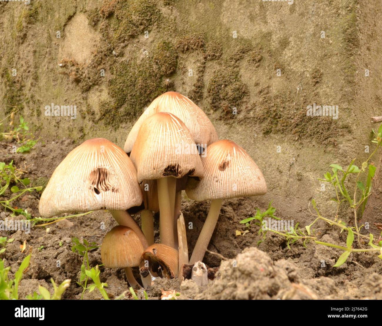 Coprinellus micaceus mushroom commonly known as mica cap, shiny cap ...