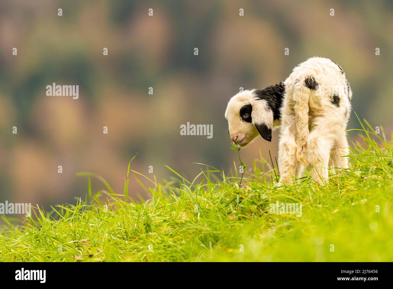 Lamb nibbling on grass hi-res stock photography and images - Alamy