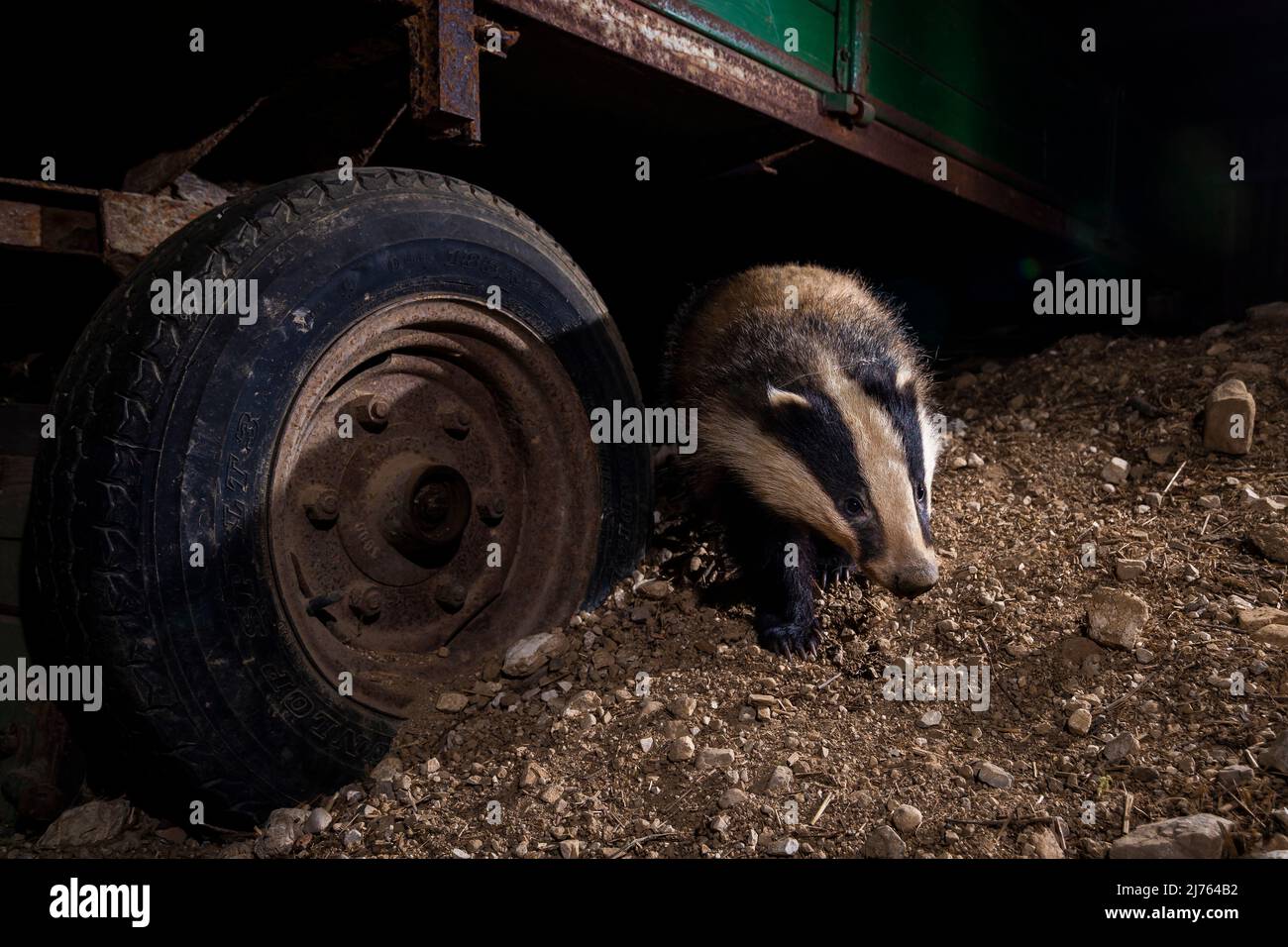 A badger under an agricultural trailer Stock Photo - Alamy