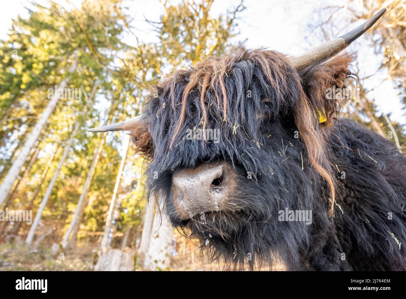 A Scottish Highland cattle with its long and thick coat in portrait ...