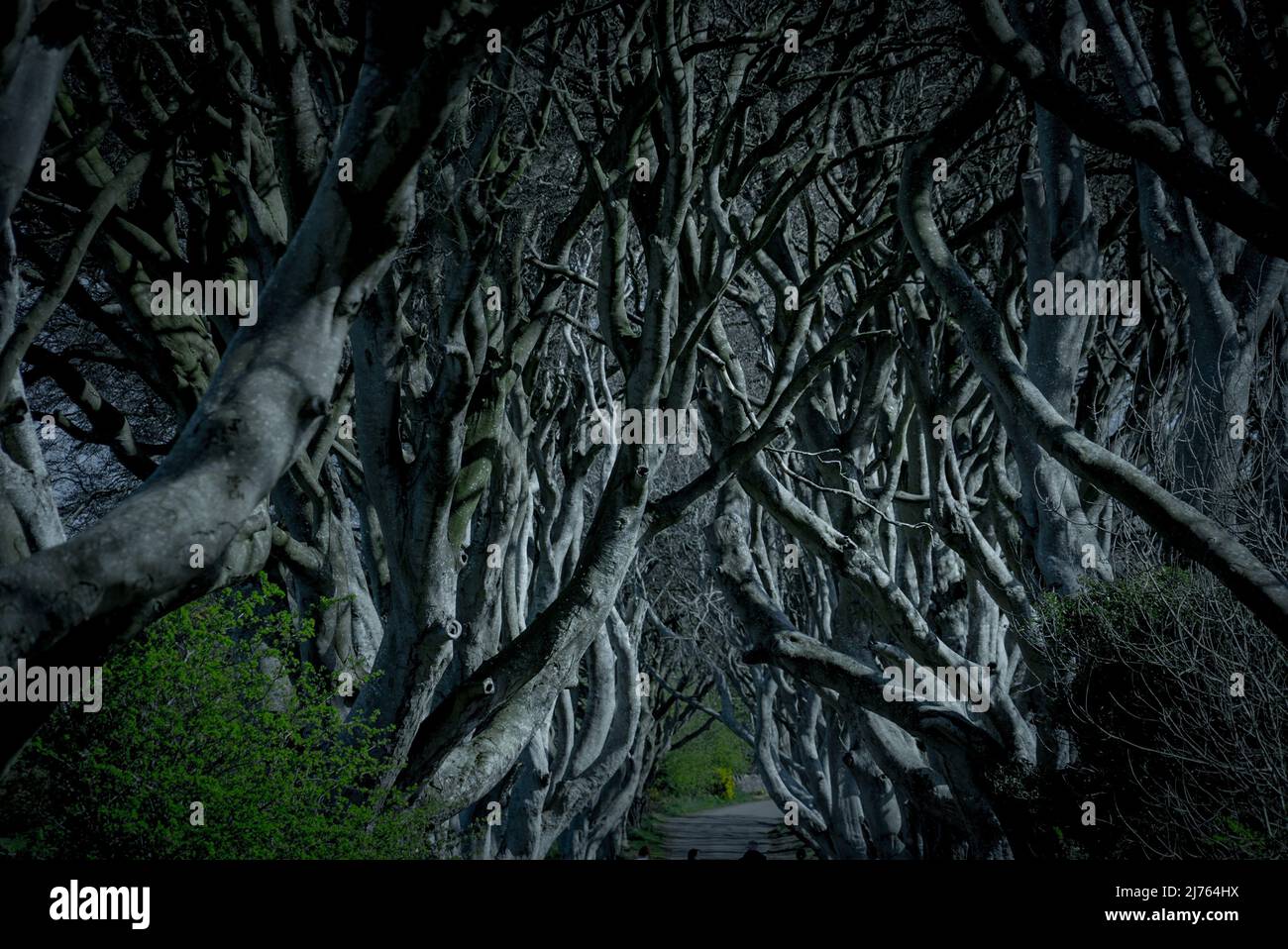 The Dark Hedges in Northern Ireland - amazing nature Stock Photo - Alamy