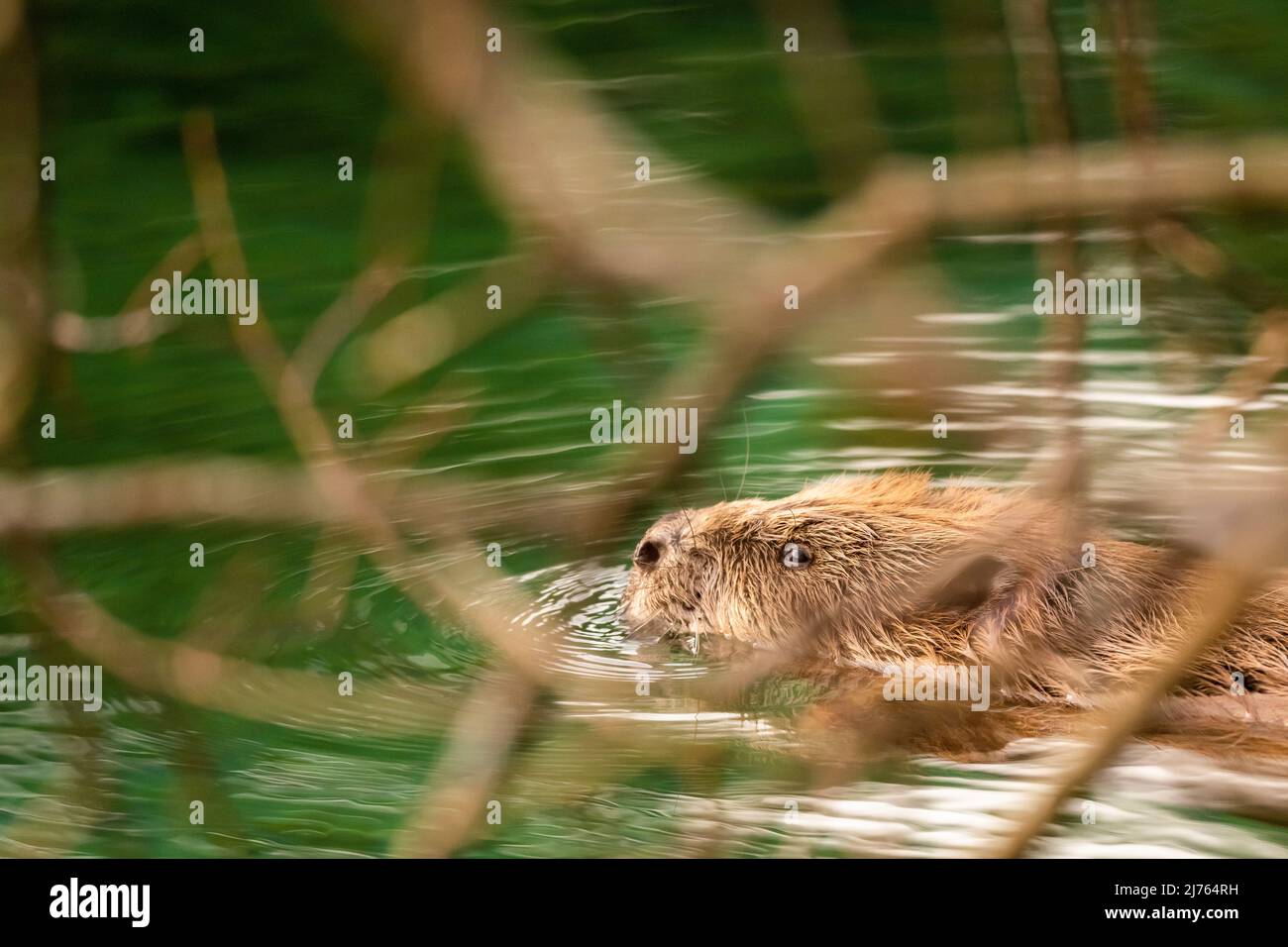 An adult beaver photographed through several branches Stock Photo - Alamy