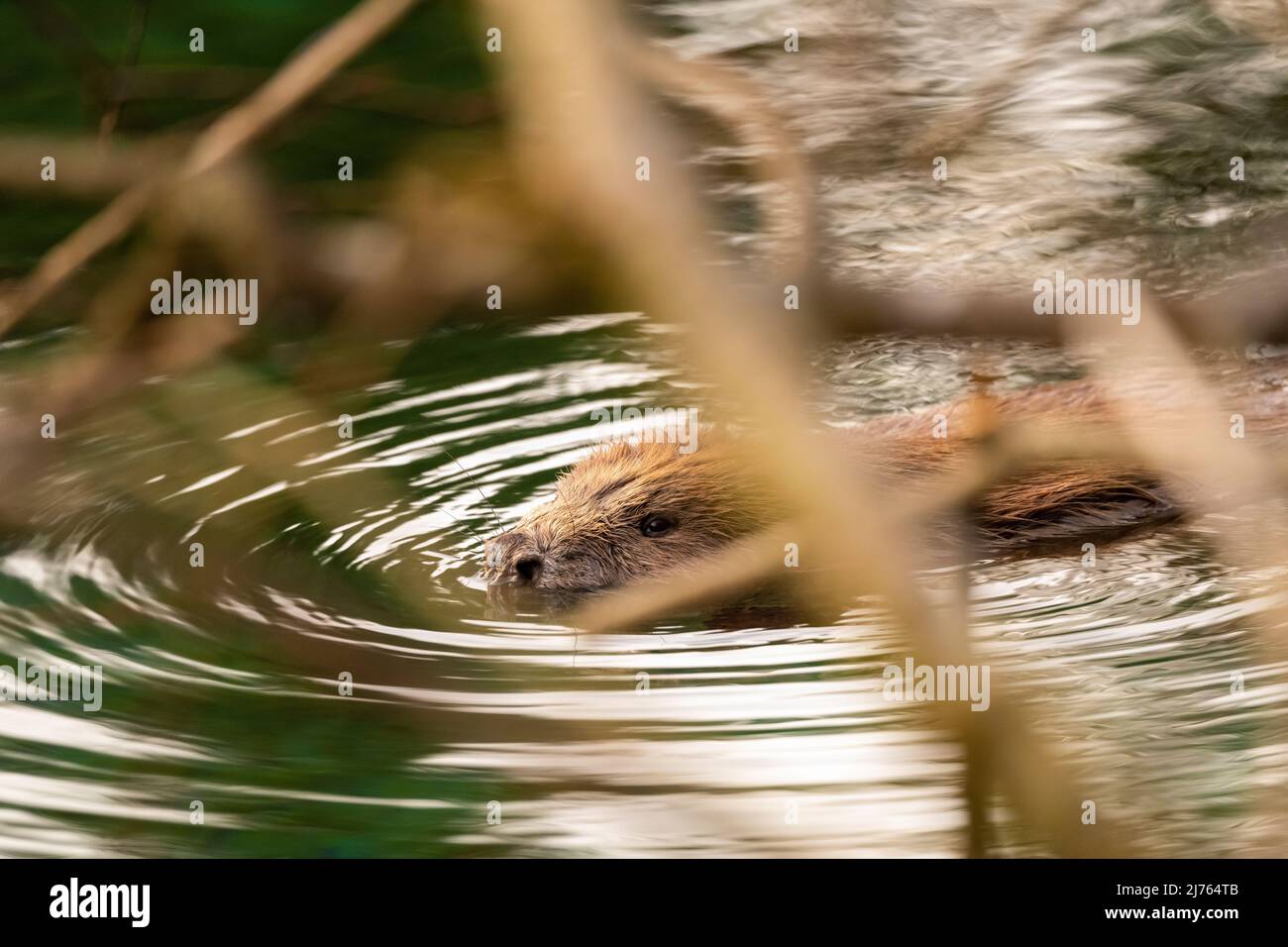 An adult beaver photographed through several branches Stock Photo - Alamy