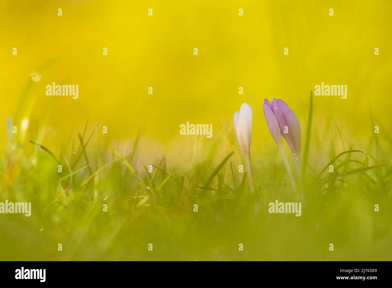 Flowers of autumn crocus (Colchicum autumnale) on a meadow ...