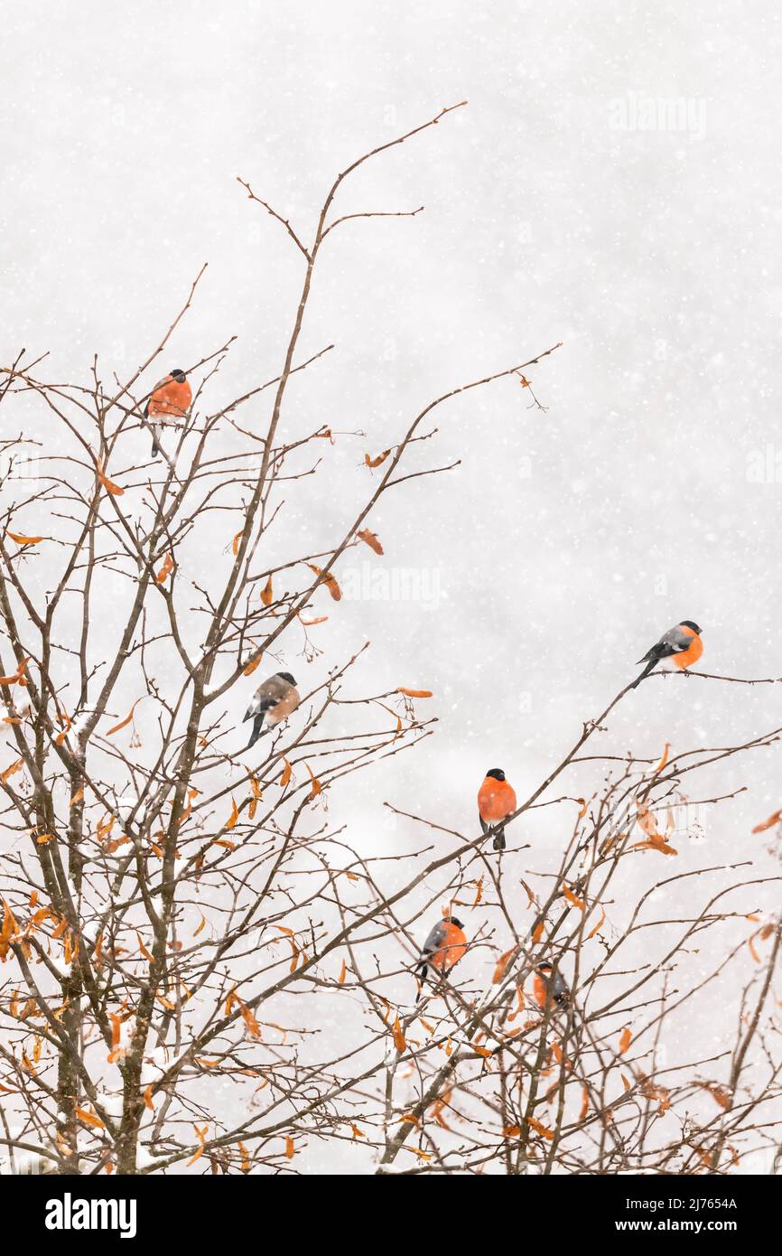 A group of male bullfinches and a female in the branches of a tree ...
