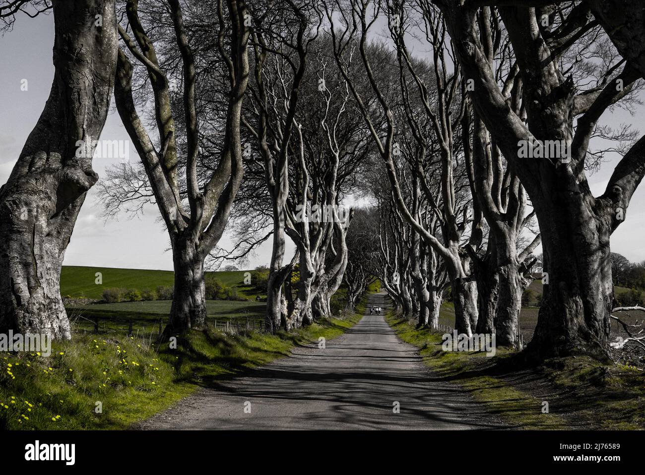 The Dark Hedges in Northern Ireland - amazing nature Stock Photo - Alamy