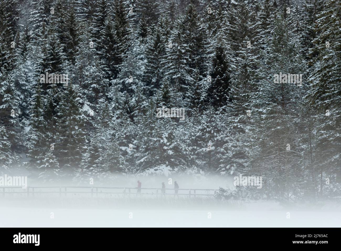 Three walkers on the snowed-in bridge at the outlet of the Lautersee in ...