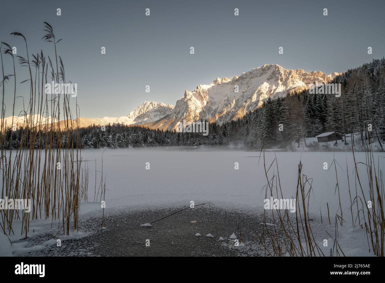 The frozen Lautersee in snow and ice in winter, in the foreground reeds ...