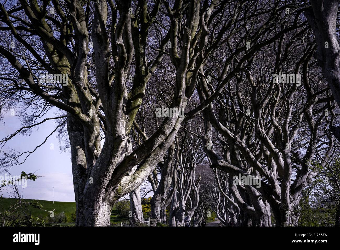 The Dark Hedges in Northern Ireland - amazing nature Stock Photo - Alamy