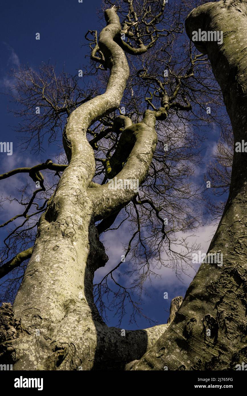 The Dark Hedges in Northern Ireland - amazing nature Stock Photo - Alamy