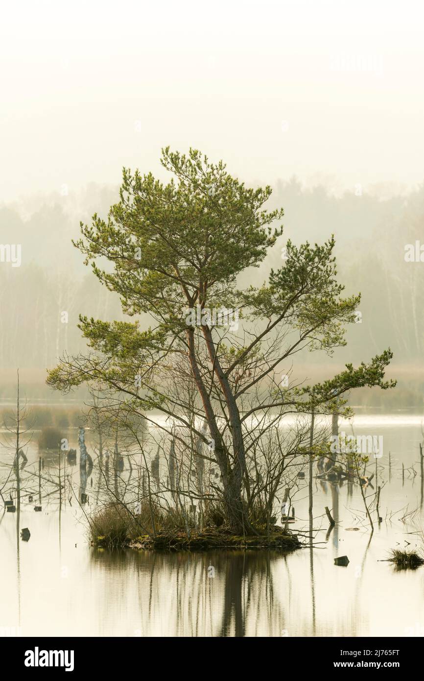 A single pine tree on a small island in the moor of Nicklheim in the ...
