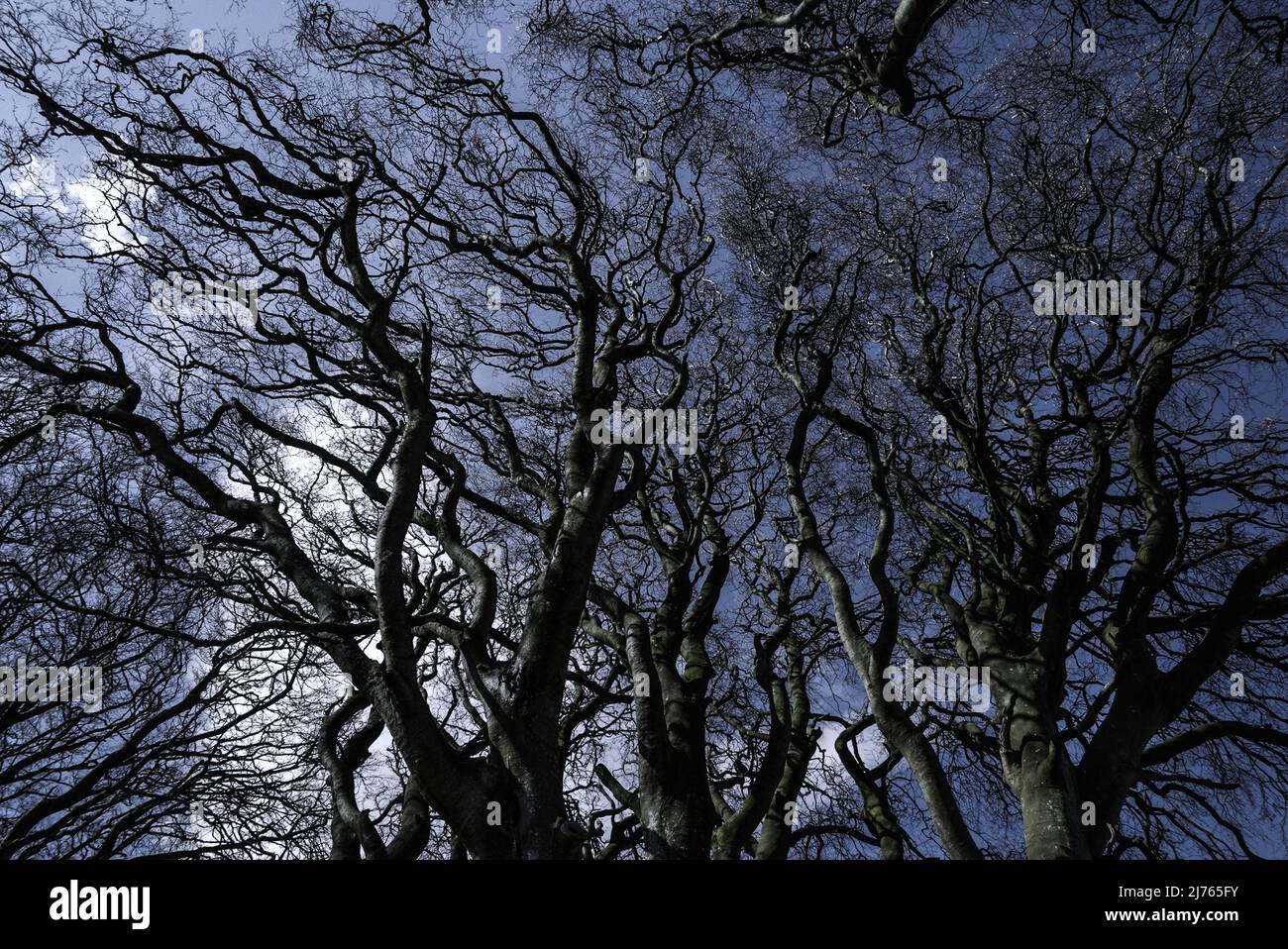 The Dark Hedges in Northern Ireland - amazing nature Stock Photo - Alamy