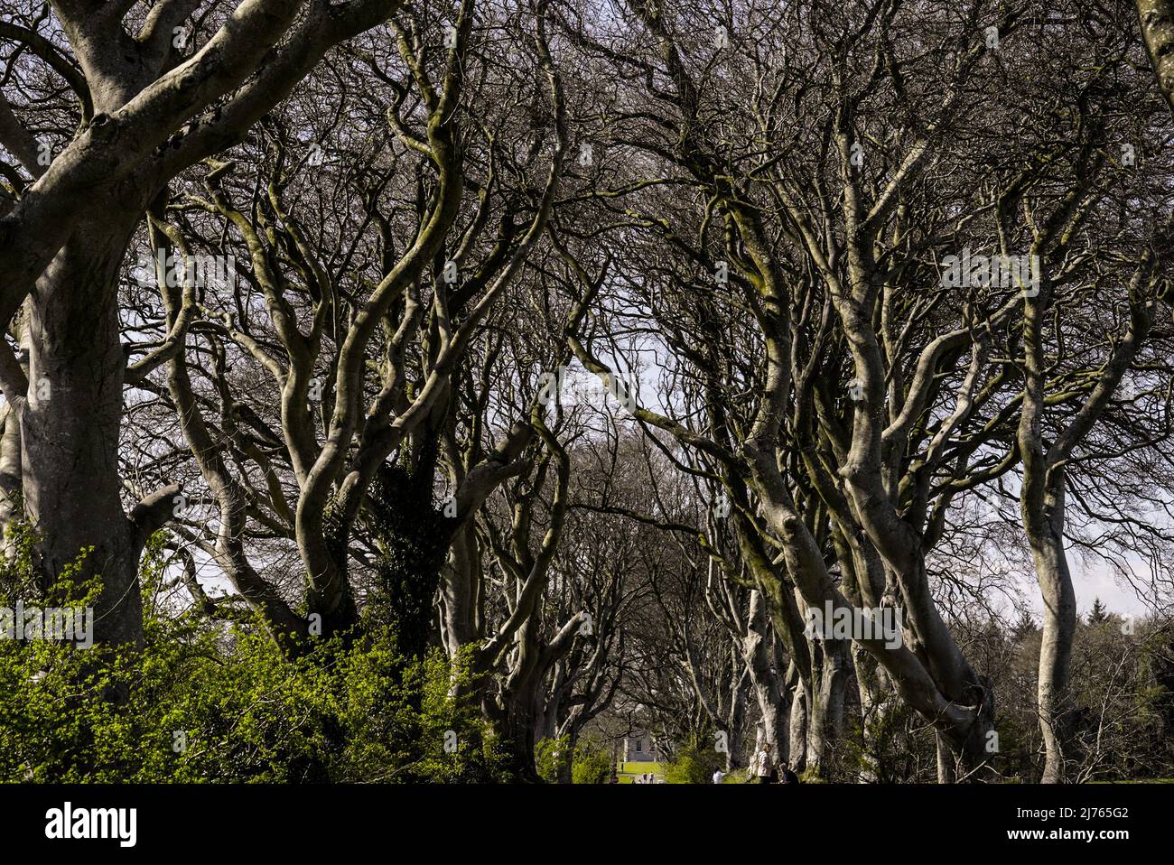 The Dark Hedges in Northern Ireland - amazing nature Stock Photo - Alamy