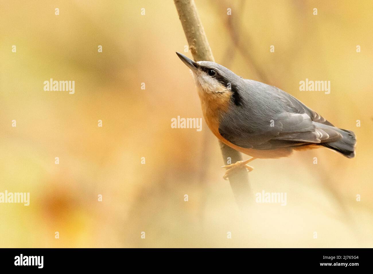 Nuthatch in autumn on a thin branch, autumn color in background Stock ...