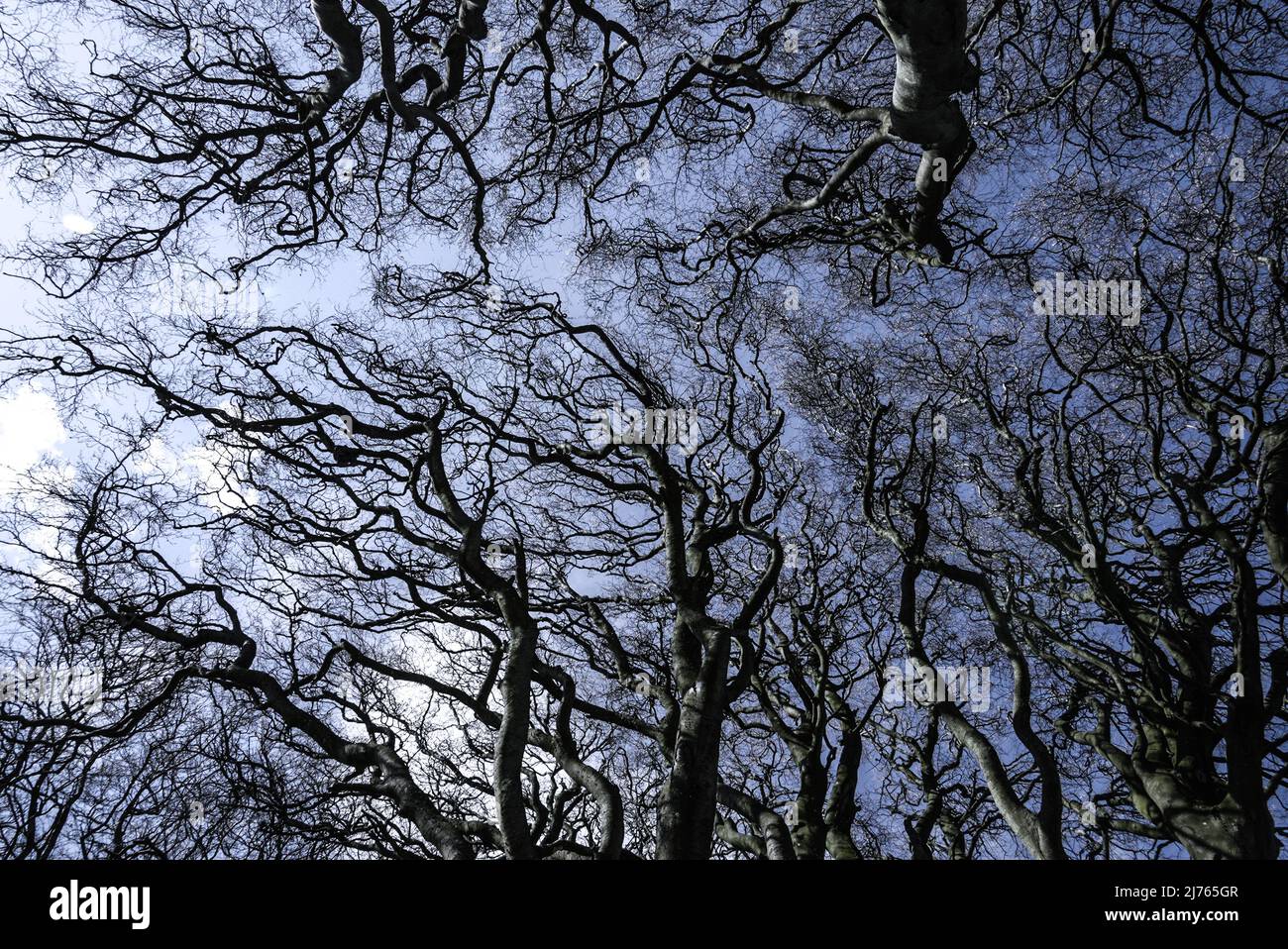 Dark hedges beautiful avenue hi-res stock photography and images - Alamy