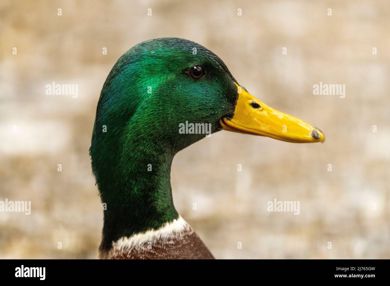Mallard drake portrait in front of water Stock Photo - Alamy