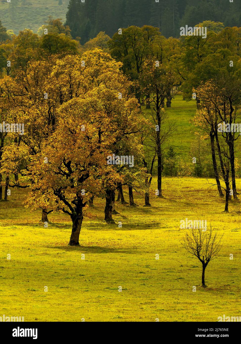 A single relatively young maple tree almost without foliage, in the ...