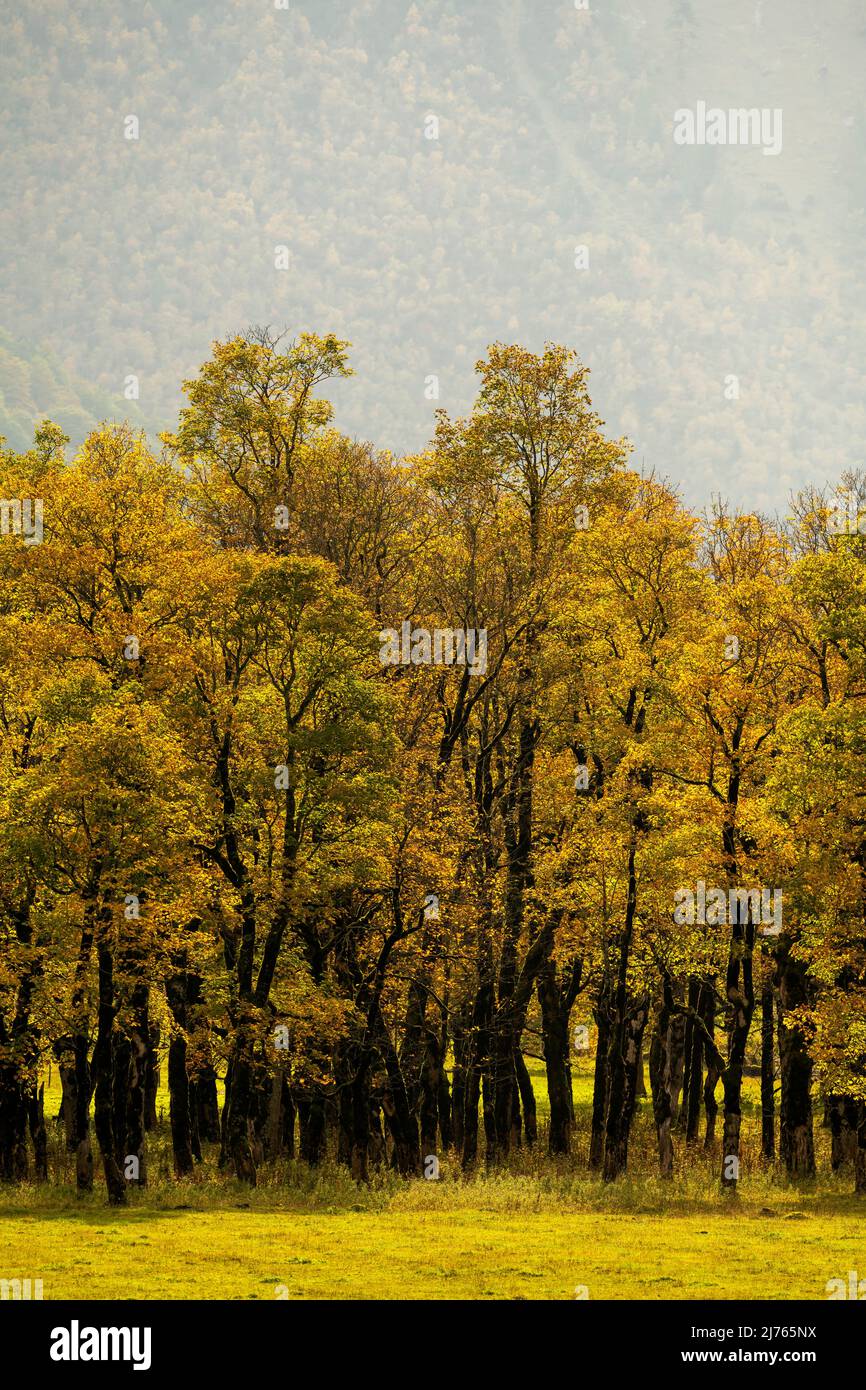 Maple forest at the large maple ground in Hinterriss / Eng in Tyrol ...