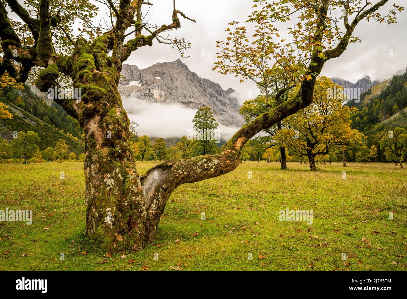 Large old maple tree hi-res stock photography and images - Alamy