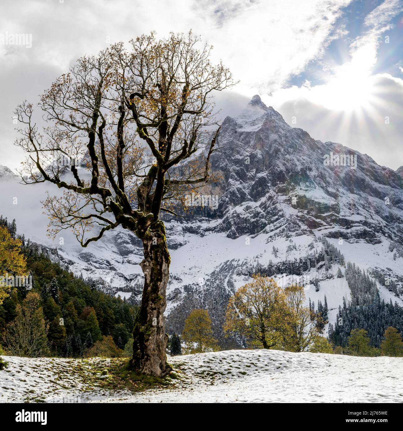 A striking old maple tree on the large maple ground in the Karwendel ...