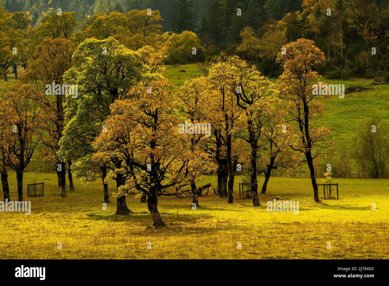 Several old maple trees on the large maple ground in the middle of the ...