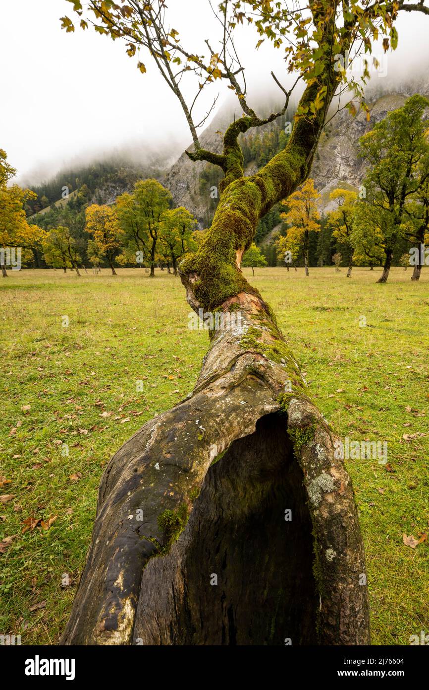 A large split branch of a maple tree on the large maple floor Stock ...