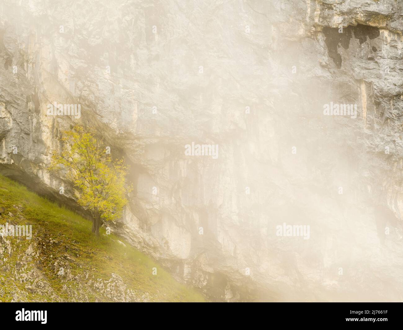 Fallen yew tree hi-res stock photography and images - Alamy