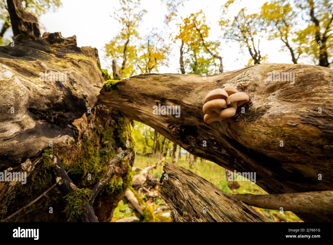 Mushrooms on dead wood on one of the old maple trees in the large maple ...