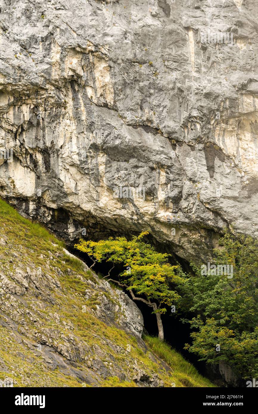 Maple in front of a rock cave in the Karwendel on a rugged mountain ...