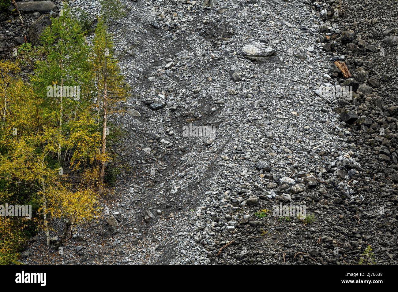 Birch tree on mountain slope hi-res stock photography and images - Alamy