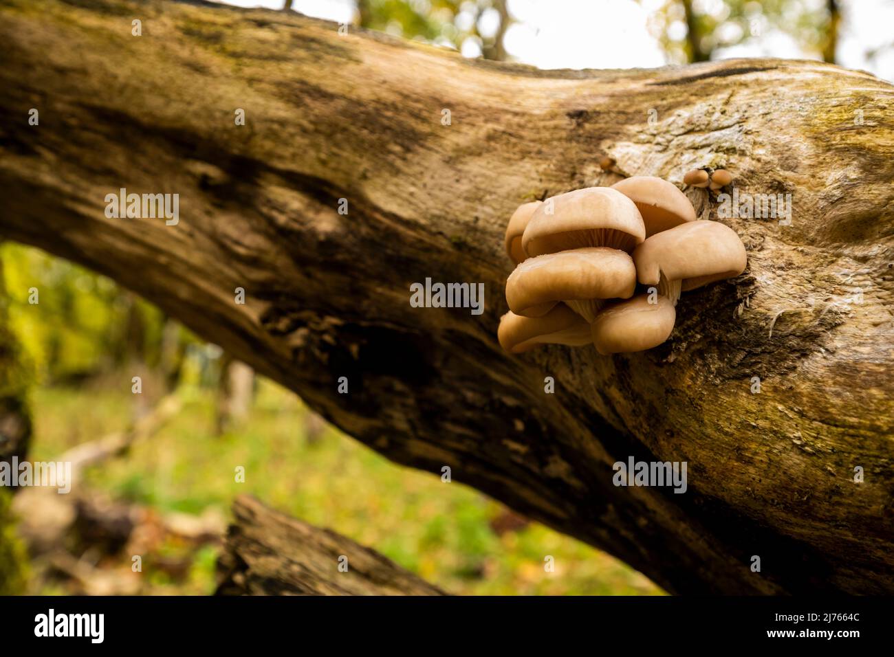 Mushrooms on dead wood on one of the old maple trees in the large maple ...