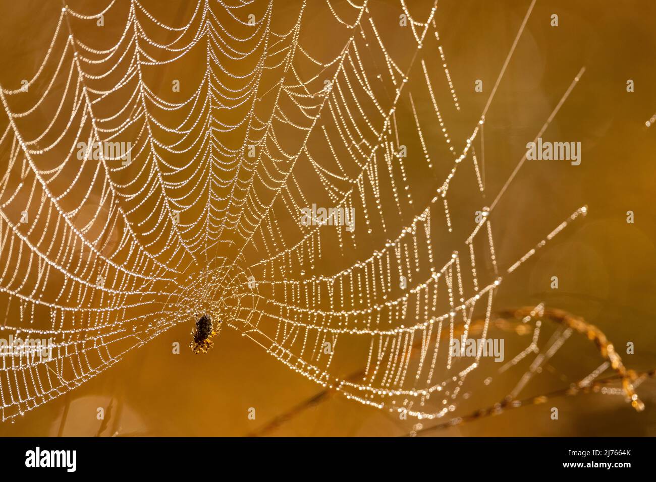 Spider web river hi-res stock photography and images - Alamy