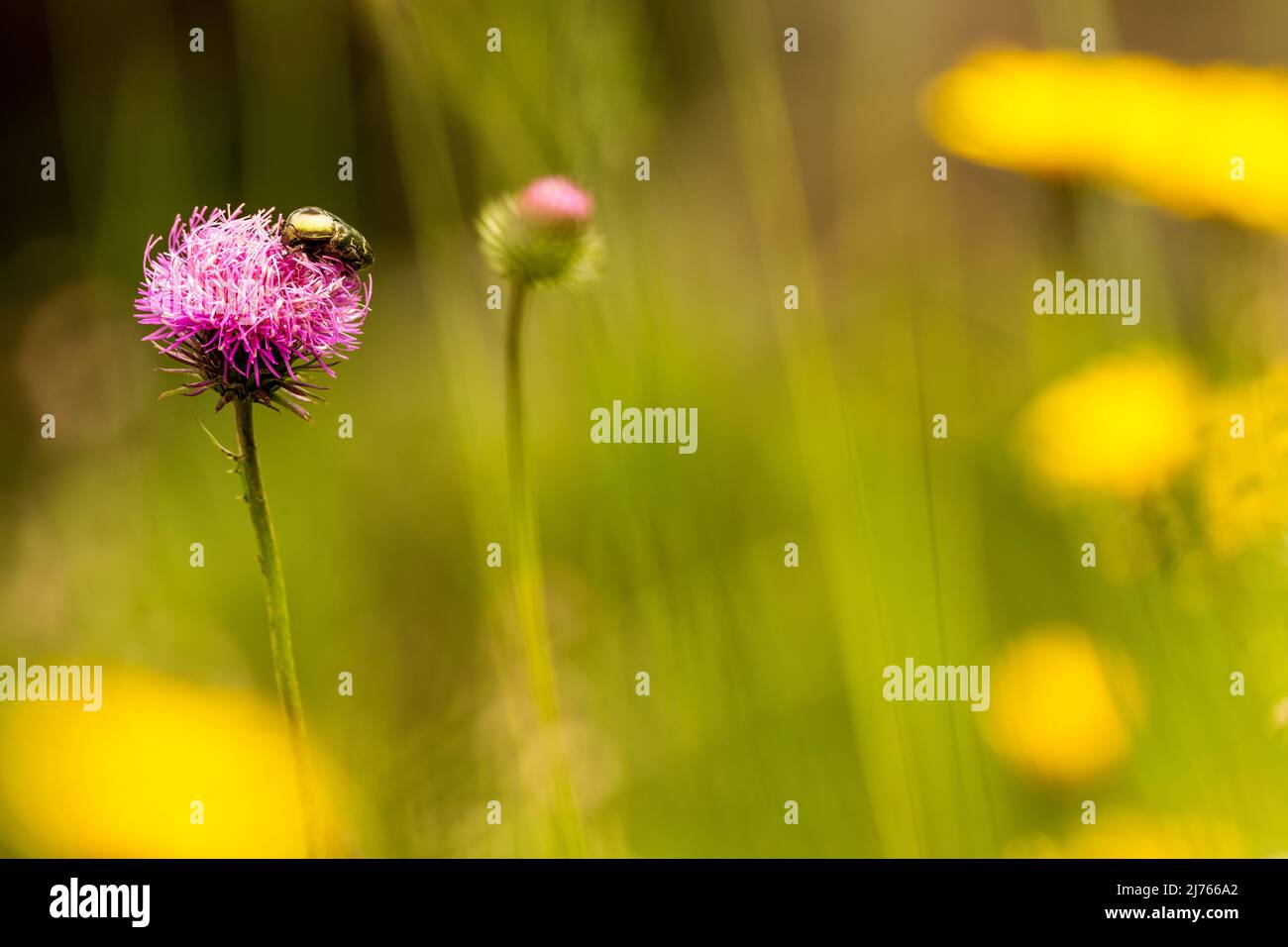 A common rose beetle, also called golden shining beetle, on a clover ...