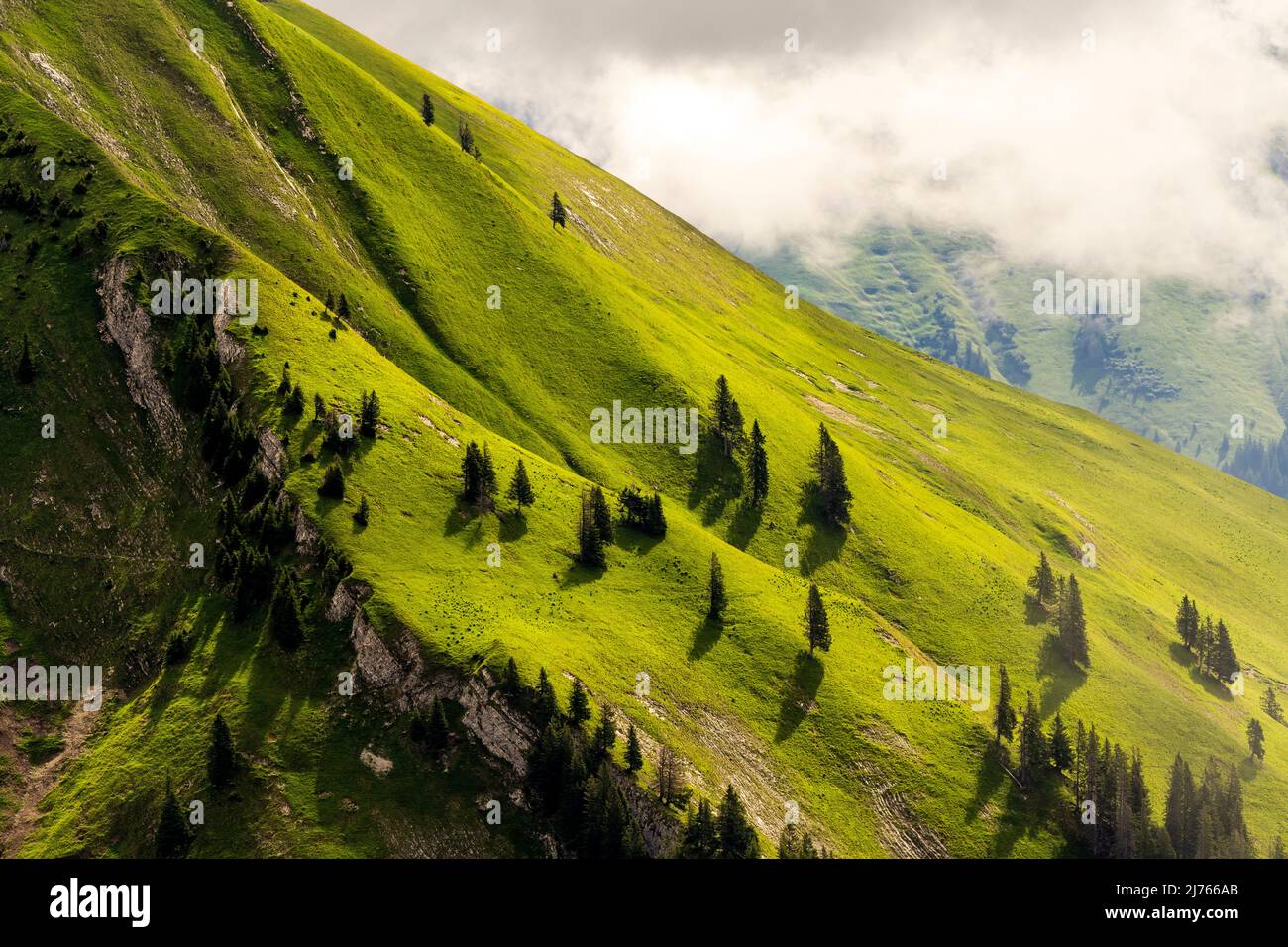 Midsummer on the mountain slopes in the Karwendel, individual spruces ...