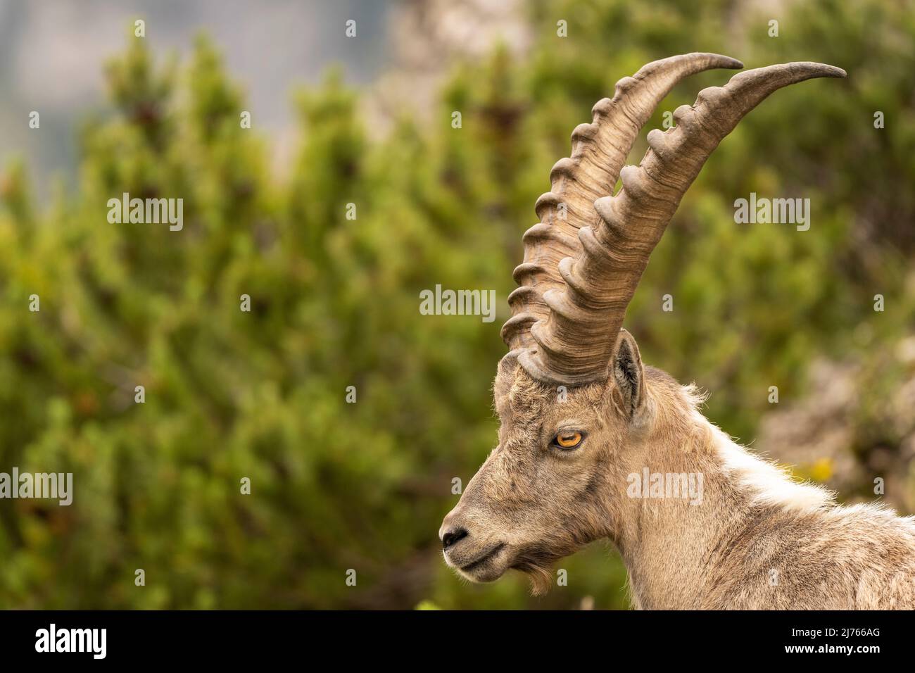 Ibex with imposing horn in portrait hi-res stock photography and images ...