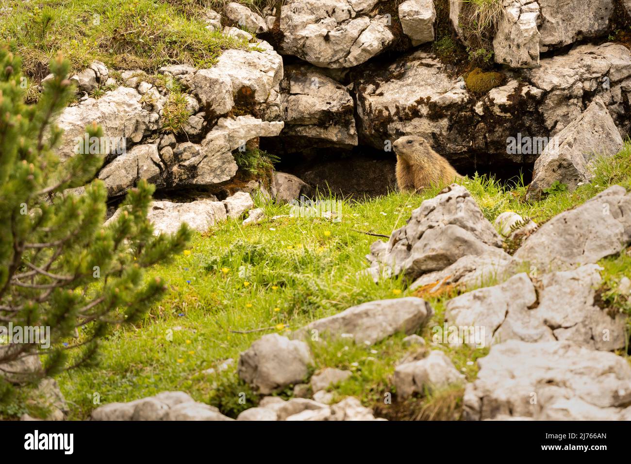 Single in front of its cave in the karwendel mountains hi-res stock ...
