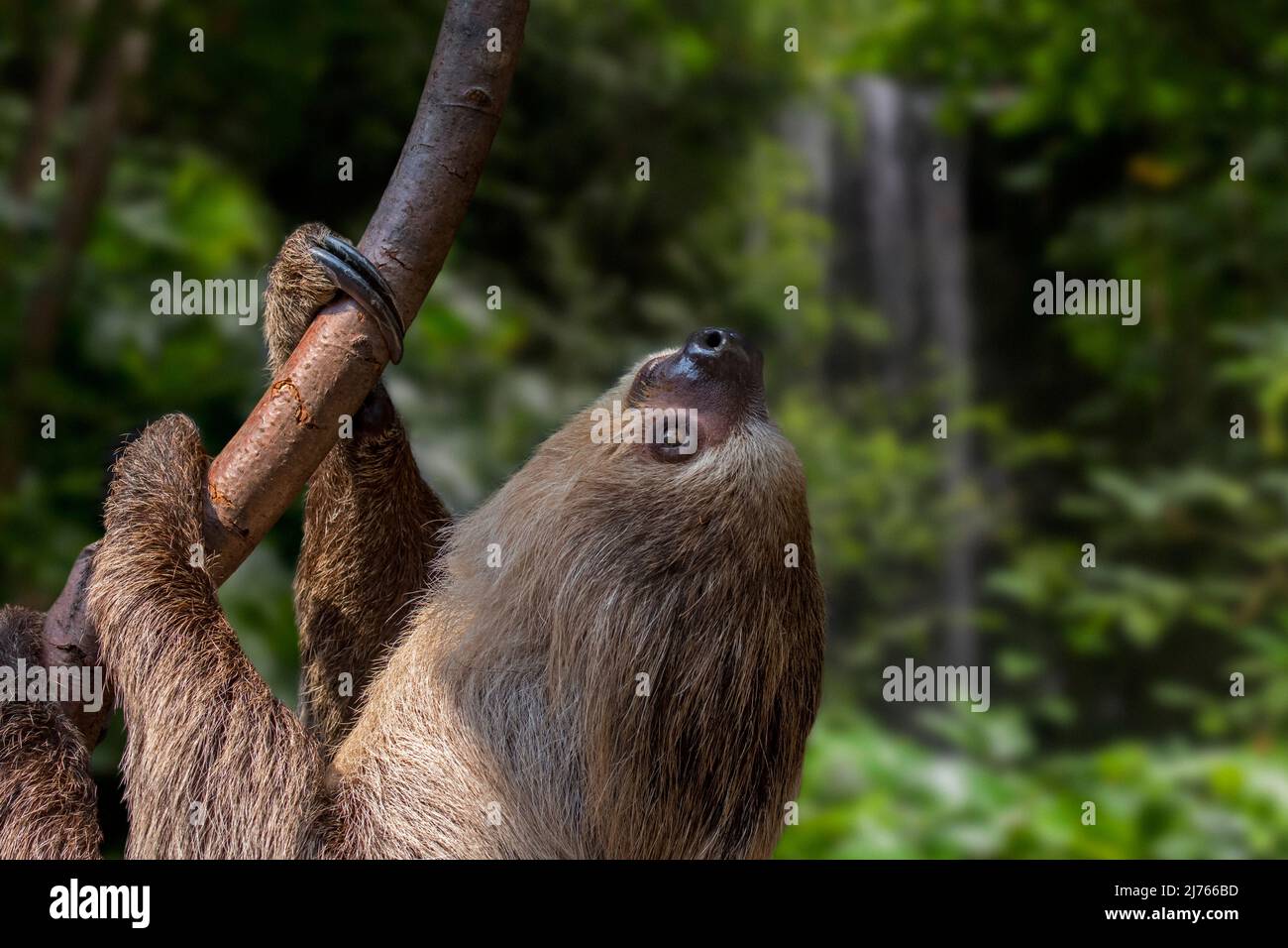 Linnaeus's two-toed sloth / southern two-toed sloth / Linne's two-toed ...