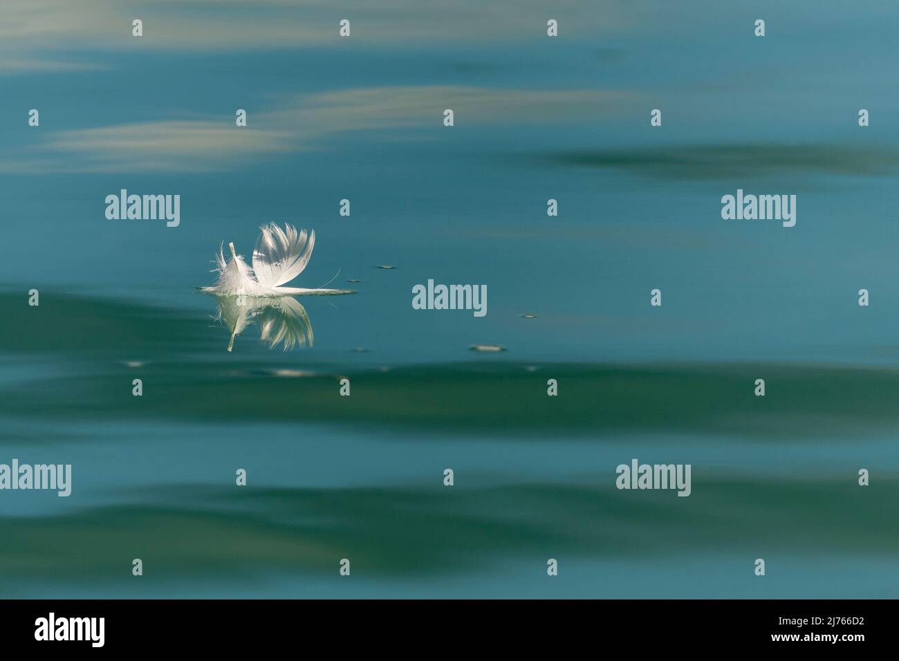 Swan motif hi-res stock photography and images - Alamy