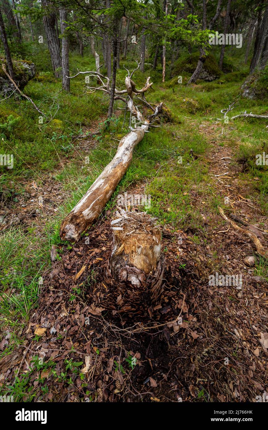 A trunk of a mountain pine cut in the protected area of the Forchet ...