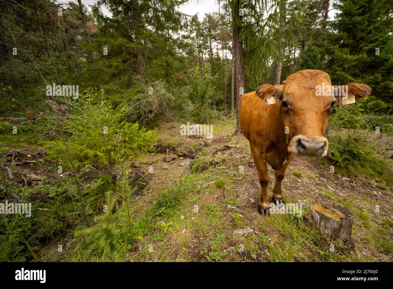 A single cow stands in a small clearing in Forchet, the last remaining ...