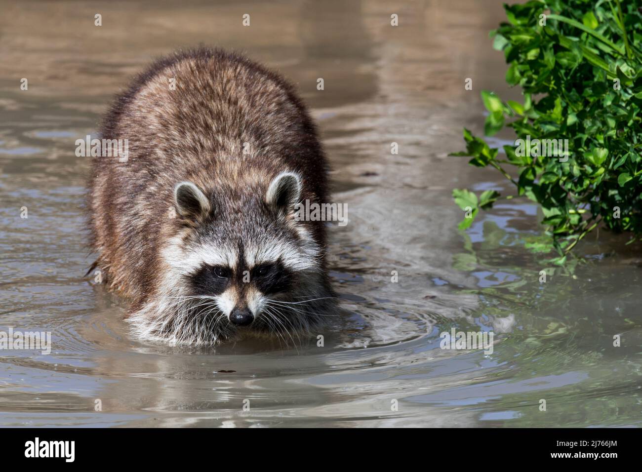 Common raccoon (Procyon lotor) washing food in water of stream ...