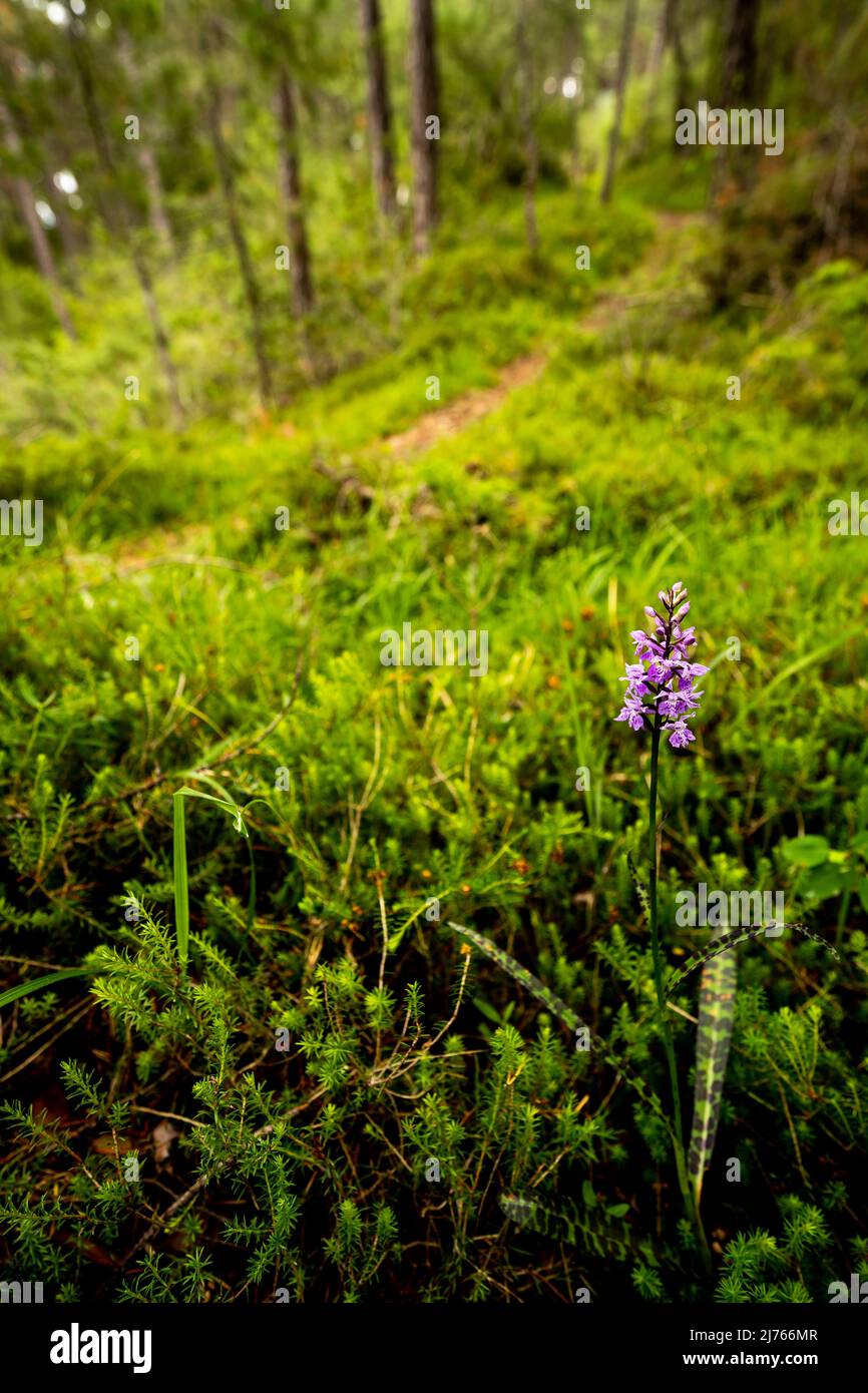Broad-leaved orchid in Forchet near Haiming, the last remaining ...