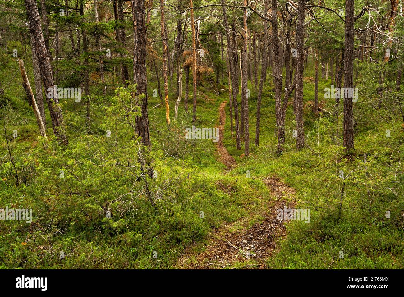 Narrow path in pine forest hi-res stock photography and images - Alamy