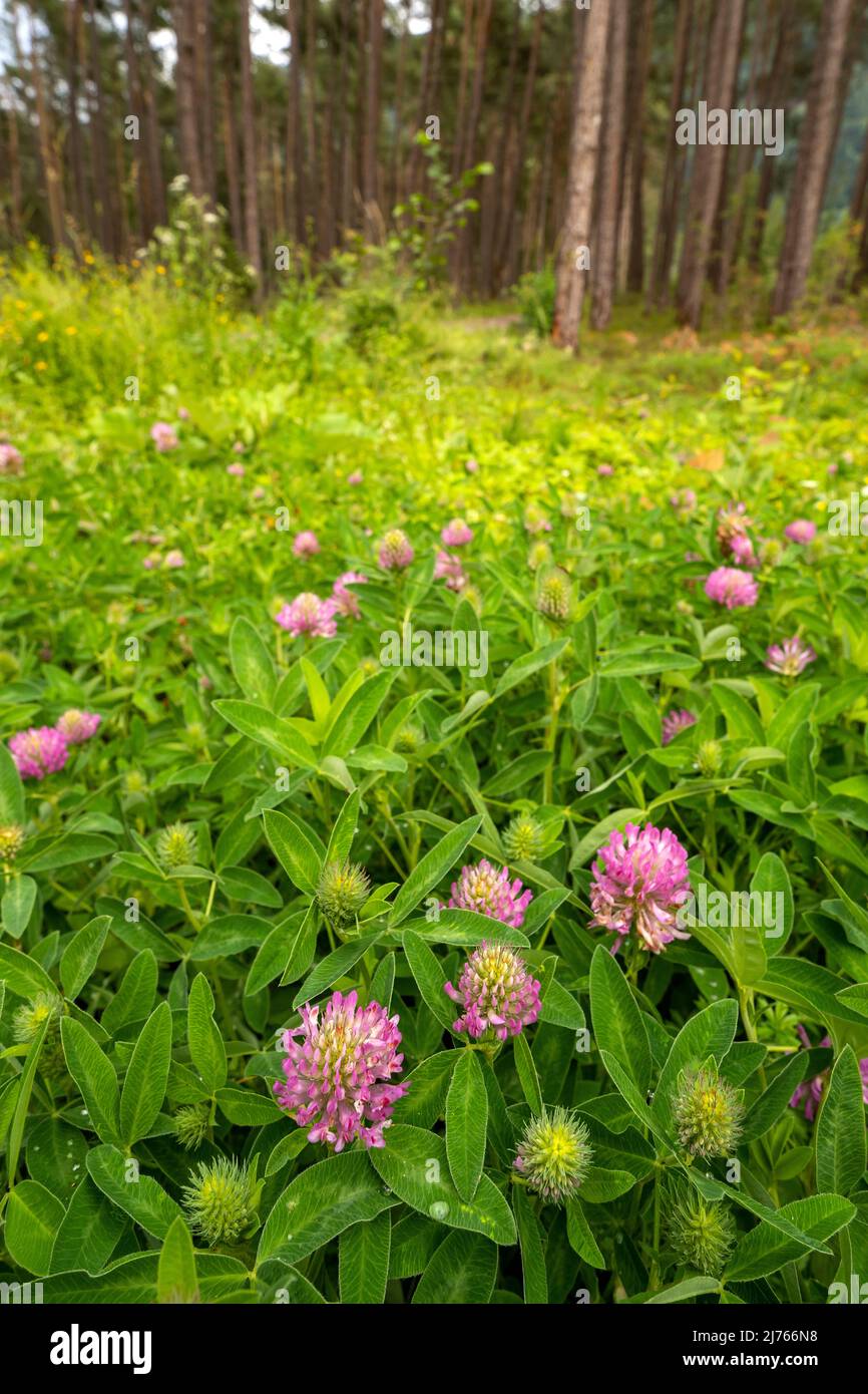Purple flowers of clover in a clearing in Forchet, the last remaining ...