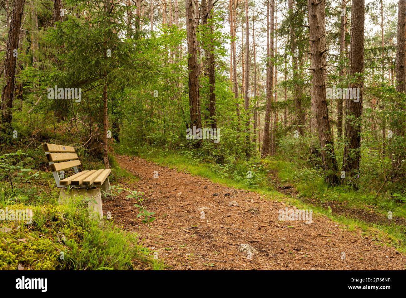 Marking a trail in the forest hi-res stock photography and images - Alamy