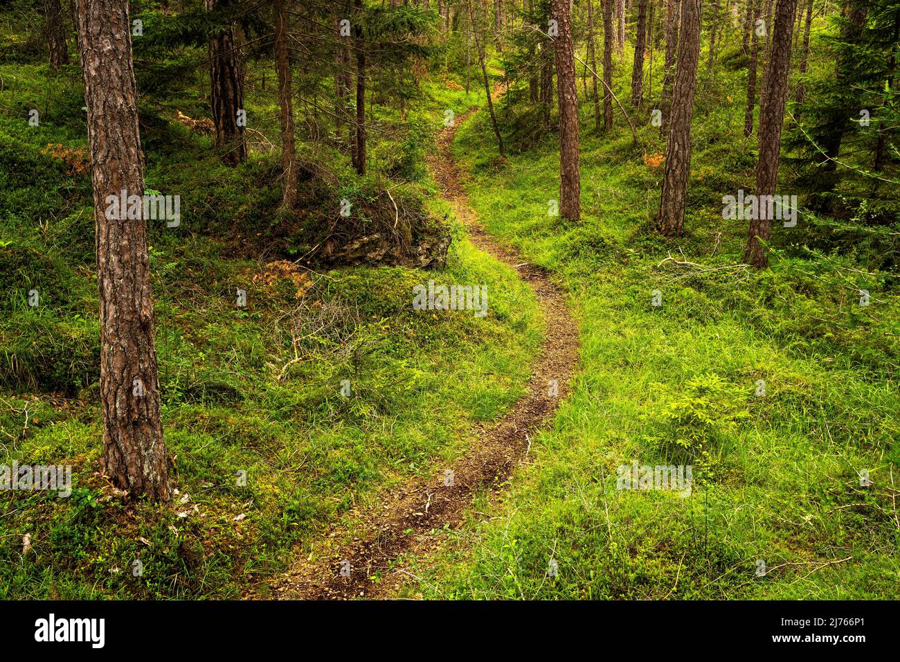 Narrow path in pine forest hi-res stock photography and images - Alamy