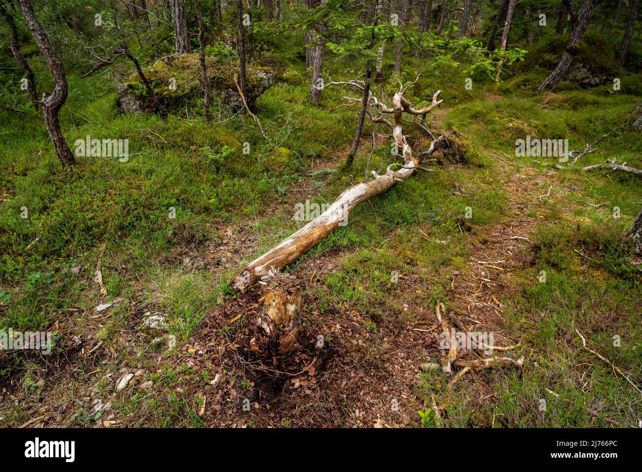 A trunk of a mountain pine cut in the protected area of the Forchet ...