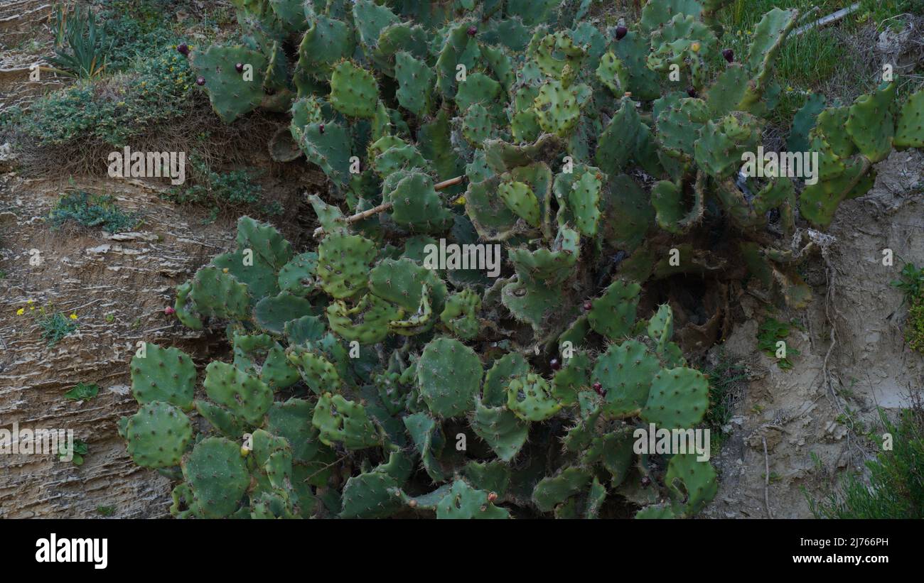 Sabra cactus plant, Israel. Opuntia cactus with large flat pads on ...