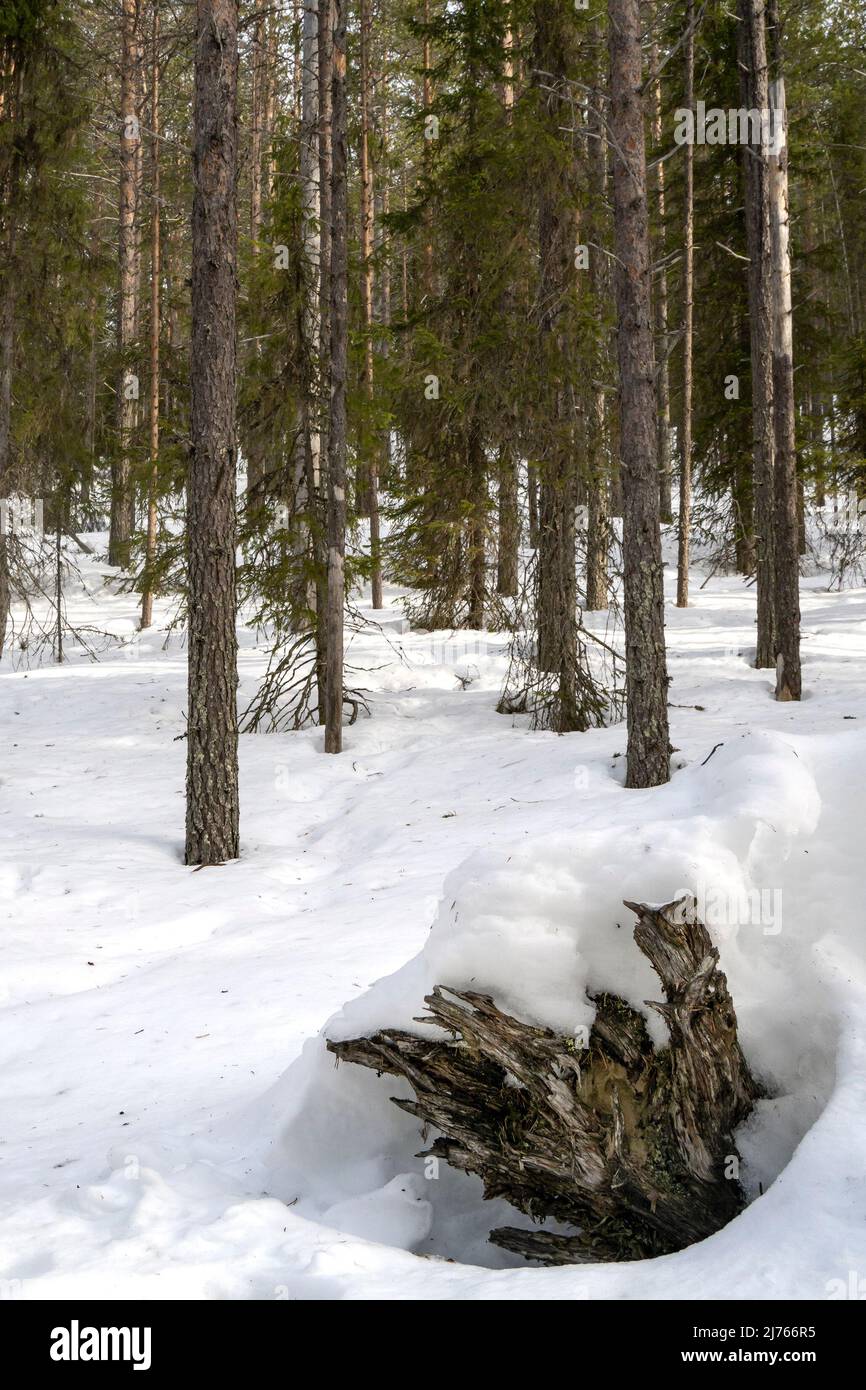 A dead tree buried in snow in a taiga coniferous forest Stock Photo - Alamy